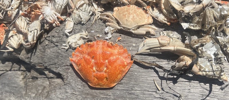 First detections of highly invasive European green crab on Orcas Island ...